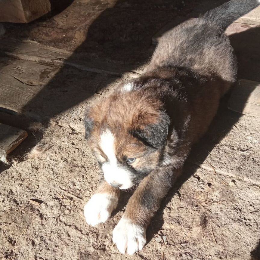 Щенки кавказской овчарки