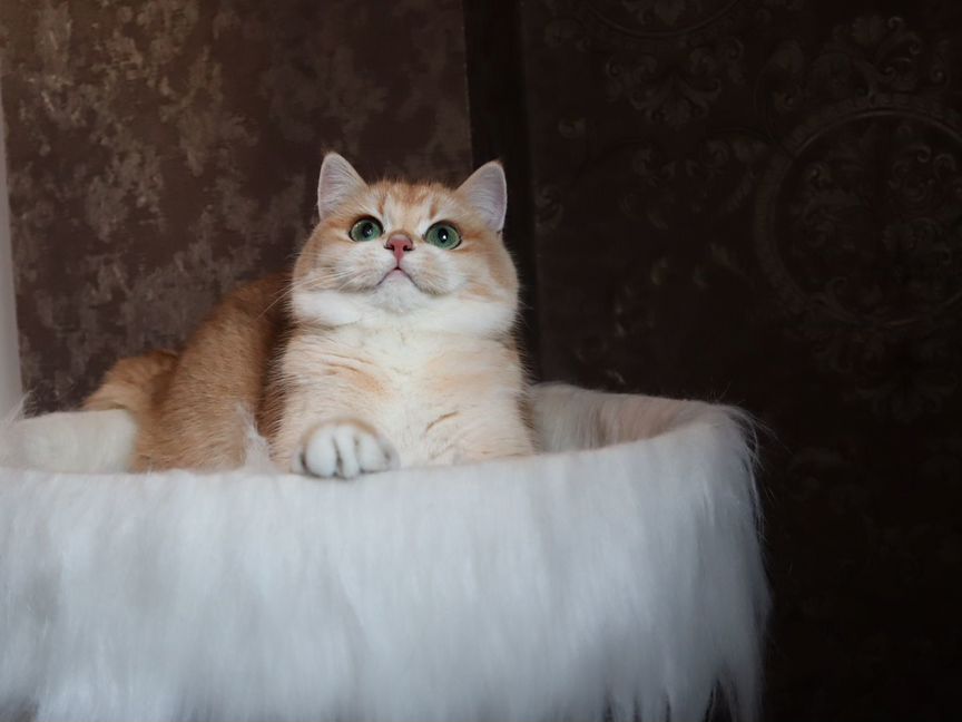Британские котята, золотая шиншилла