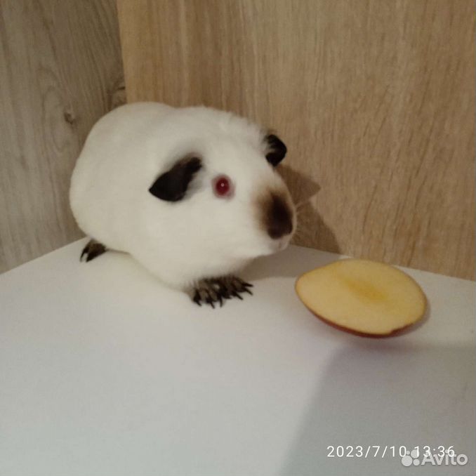 Морская свинка самка