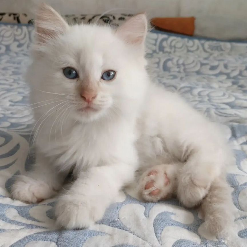 Сибирский котёнок