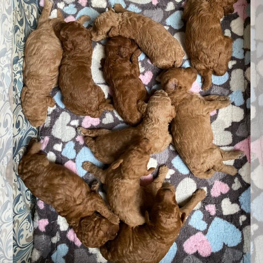 Пудель, щенок