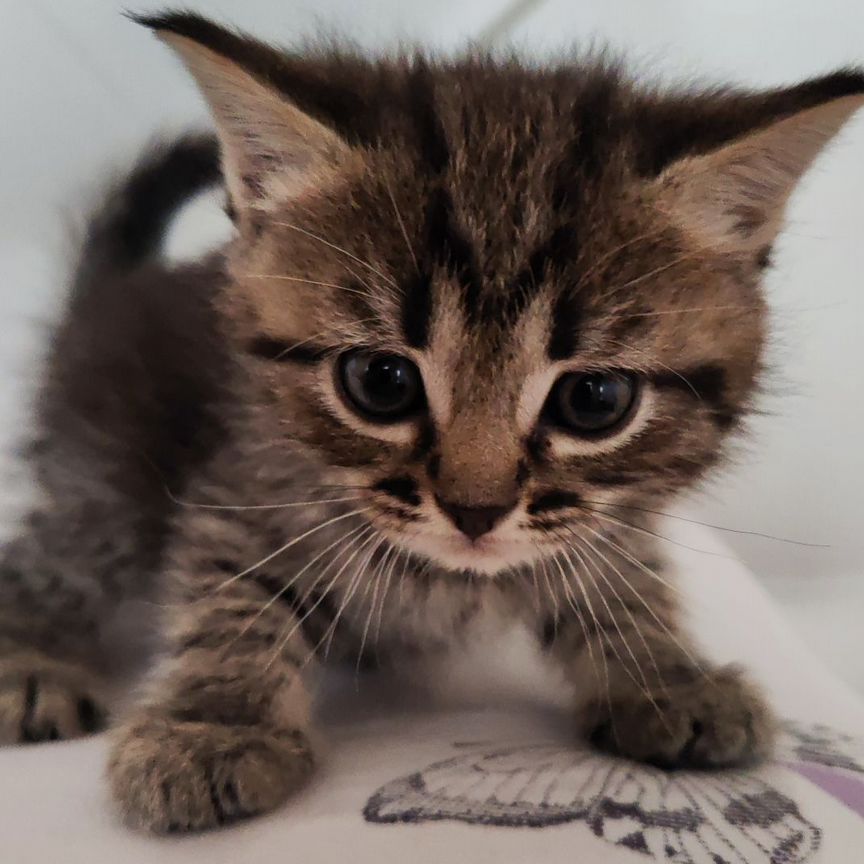 Шотландский вислоухий короткошёрстный котёнок