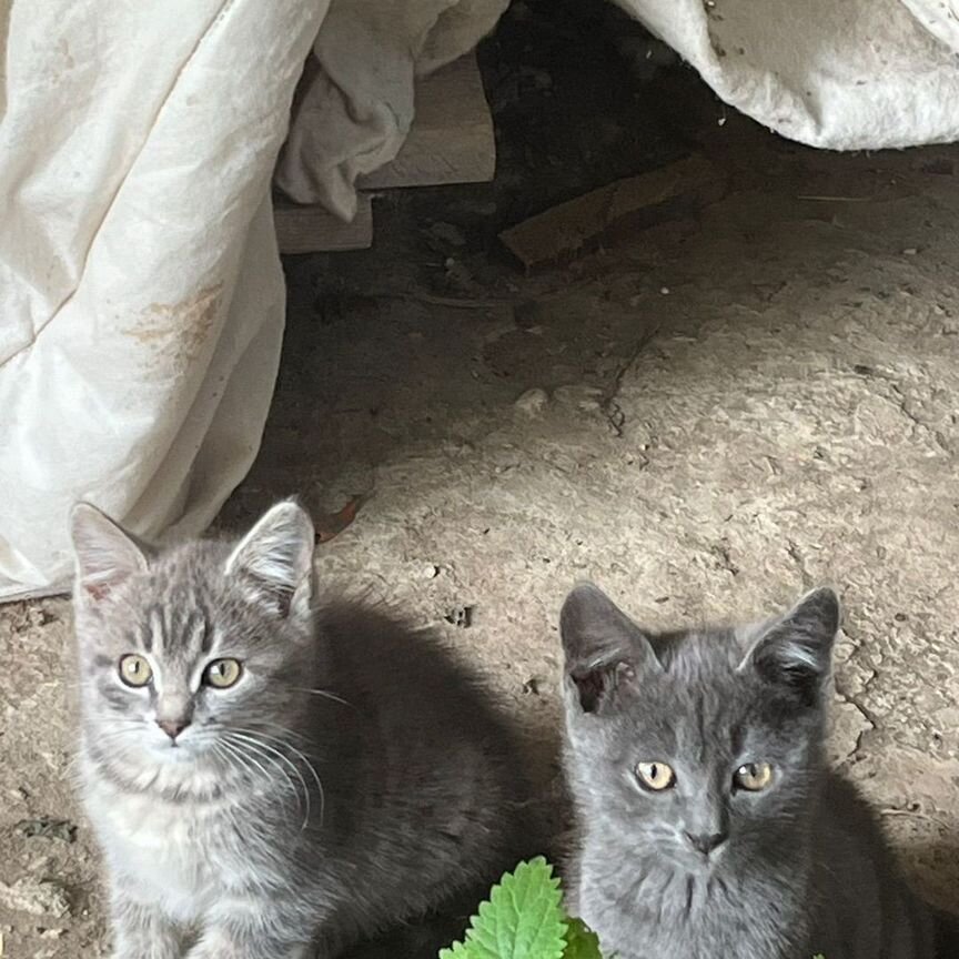 Дымчатый котенок