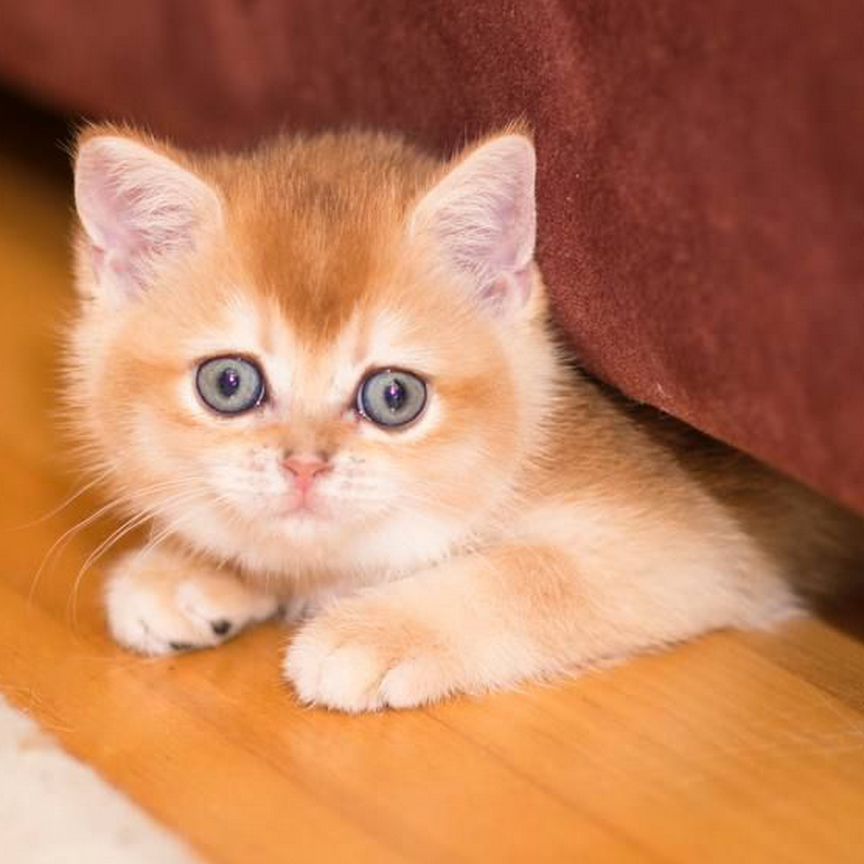 Британские котята