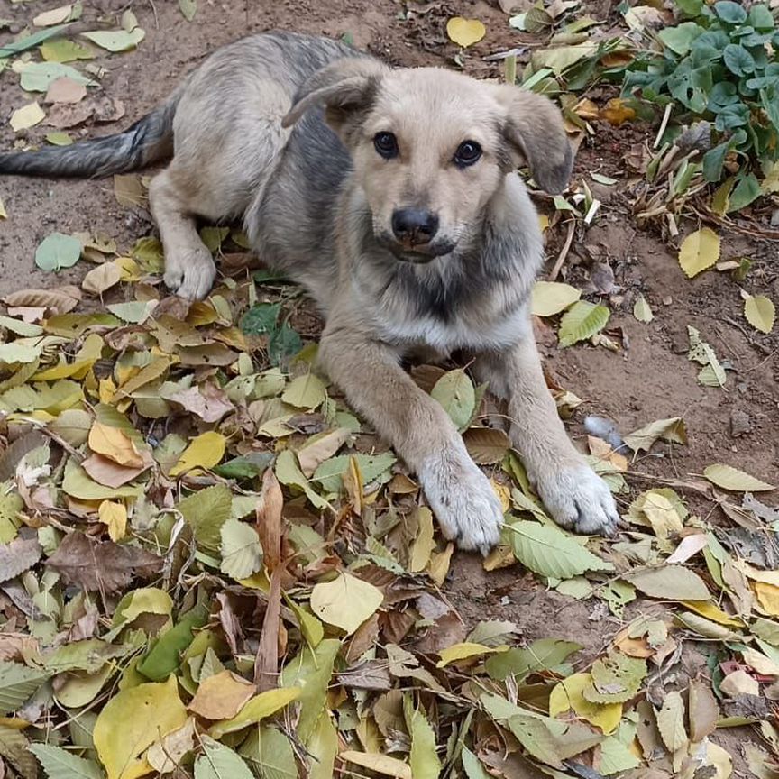 Симпатичный щенок в заботливые руки