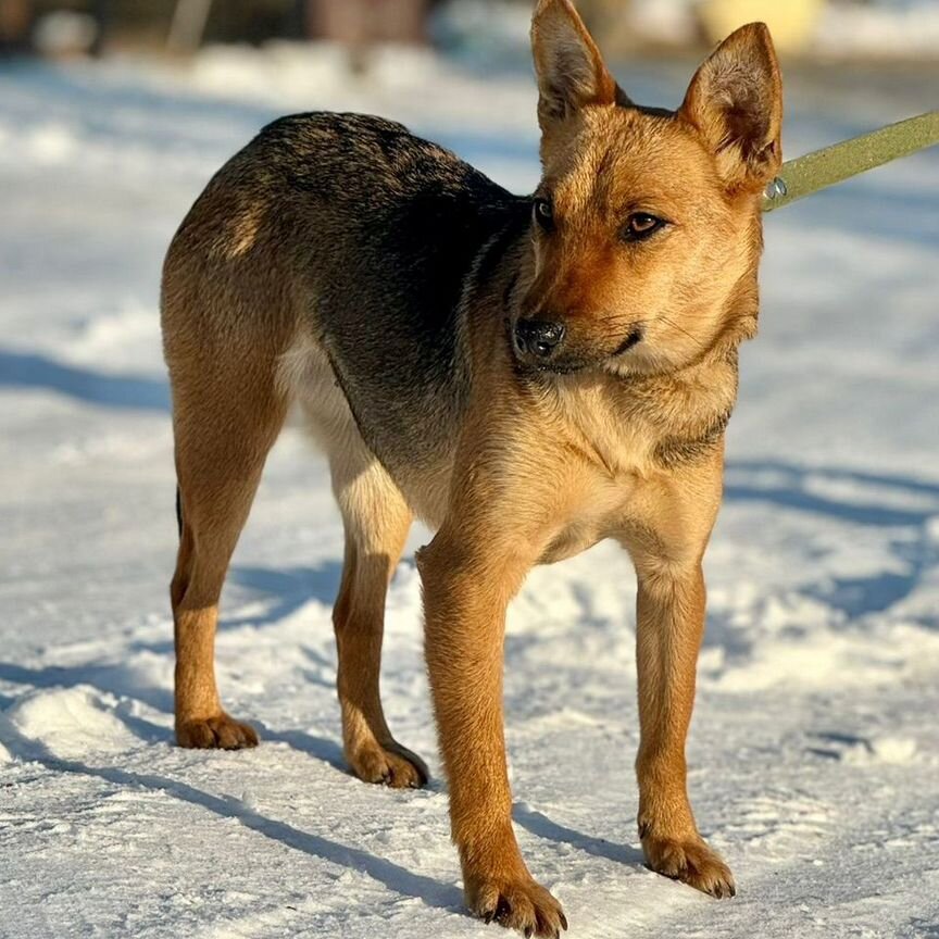 Щенок Рокси в добрые руки