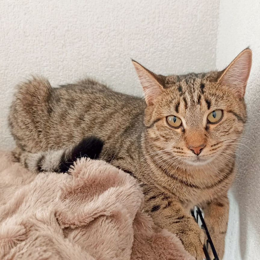 Котёнок Джесика