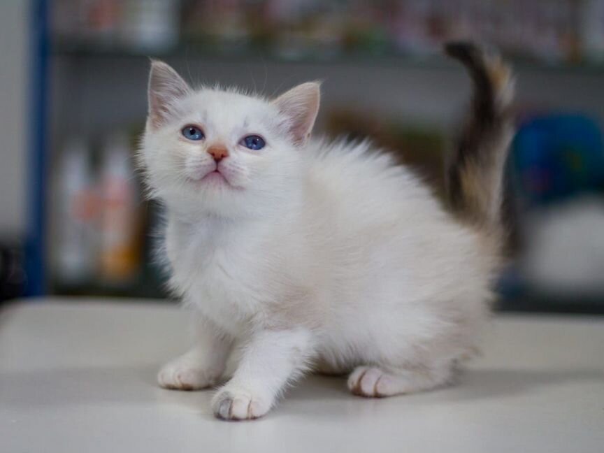 Кошечка Инь