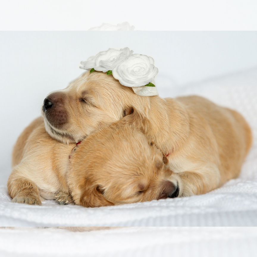 Щенки золотистого ретривера