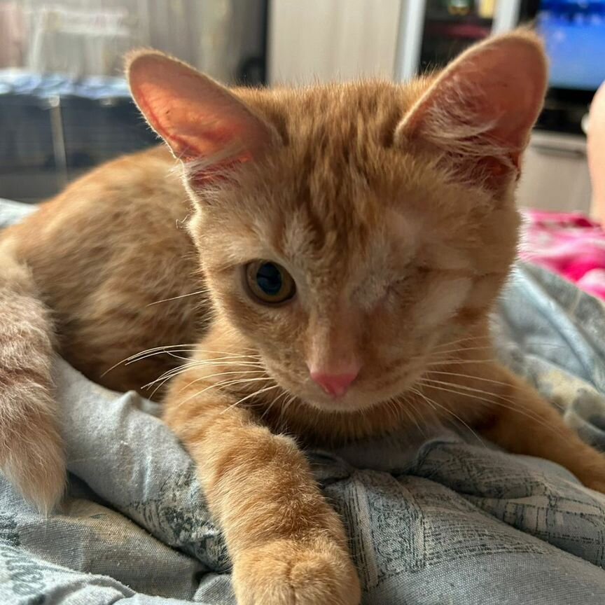 Котенок в добрые ручки