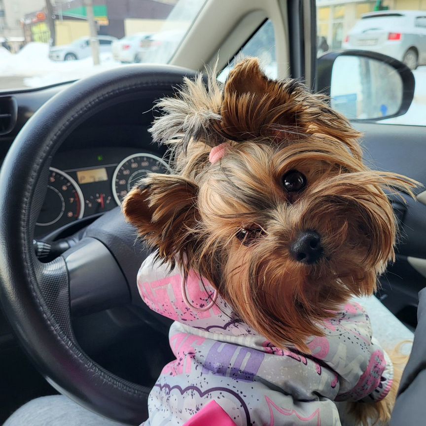 Йоркширский терьер