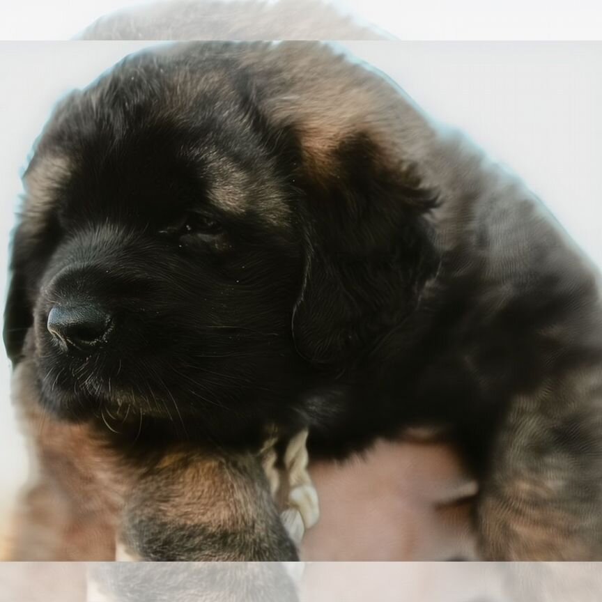 Леонбергер, щенок