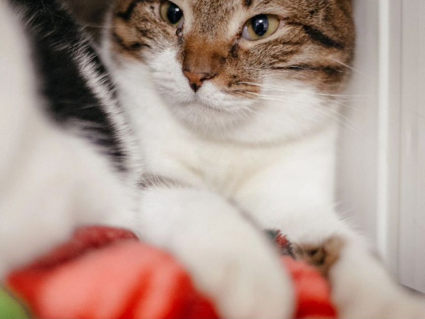 Кот Аркаша ищет дом