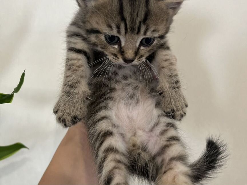 Красивый котёнок в добрые руки