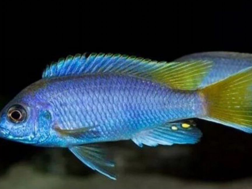 Очень красивая редкая рыбка