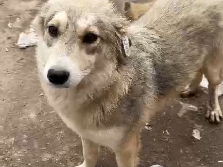 Собака в поиске хозяев