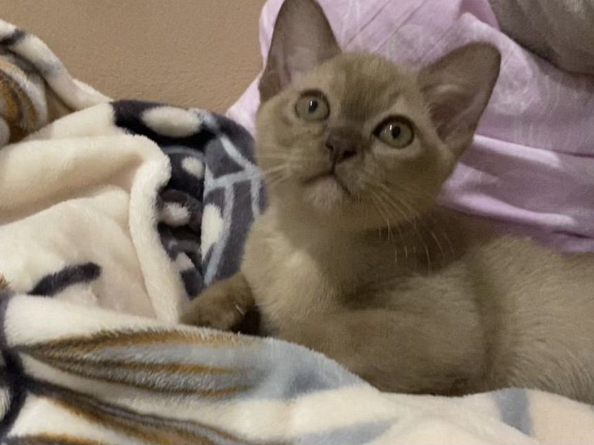 Бурманские котята, шоколодная девочка