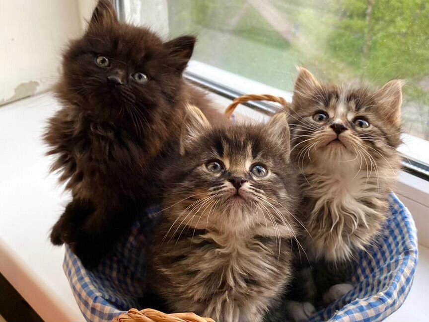 Котята в добрые руки