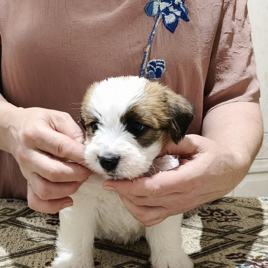 Джек-рассел-терьер, щенок