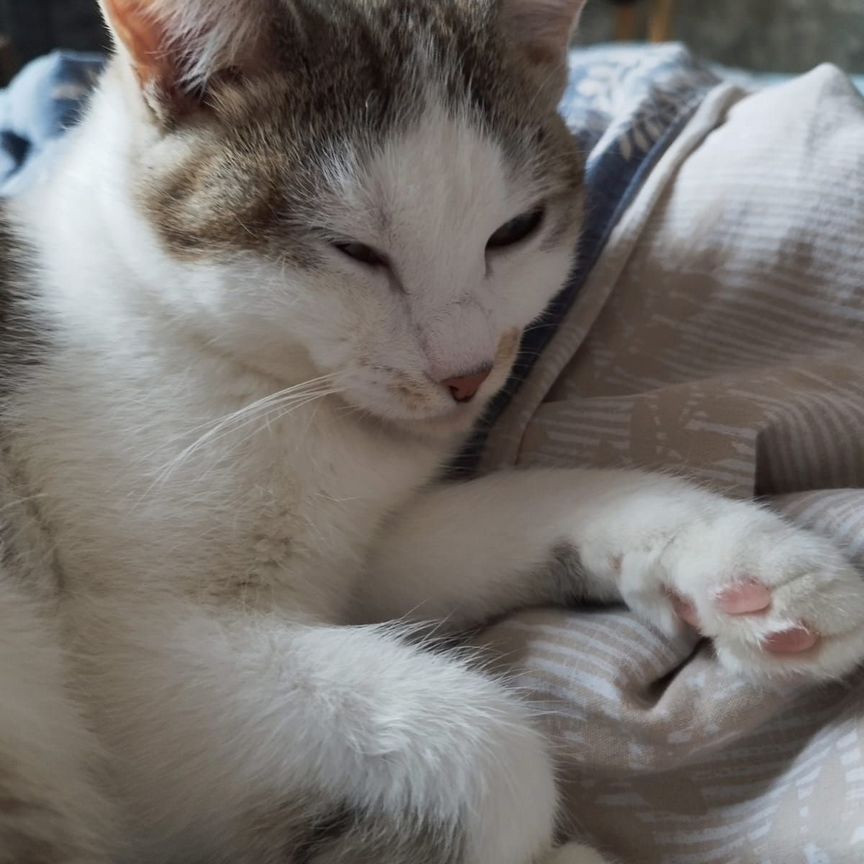 Котенок Персей