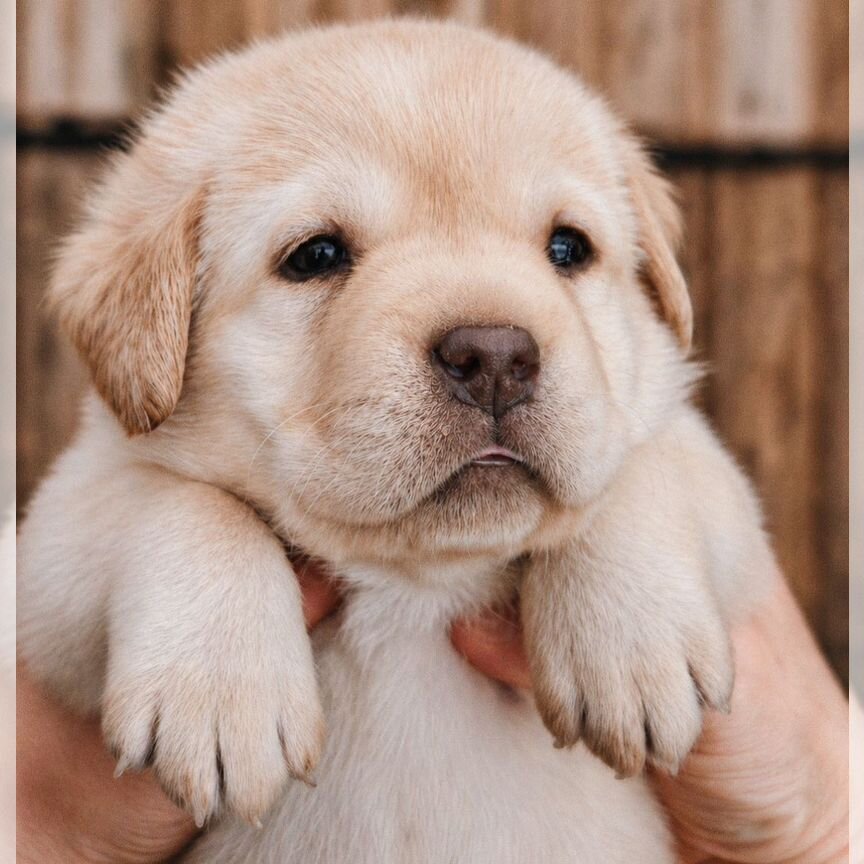 Лабрадор-ретривер, щенок