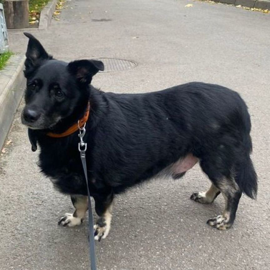 Собака в добрые руки 4 года