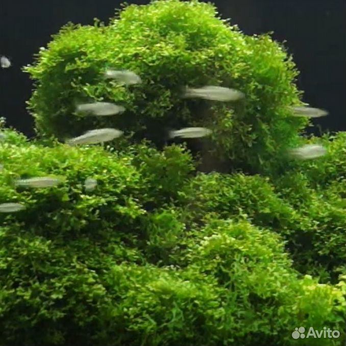 Ломариопсис линеата аквариумное растение