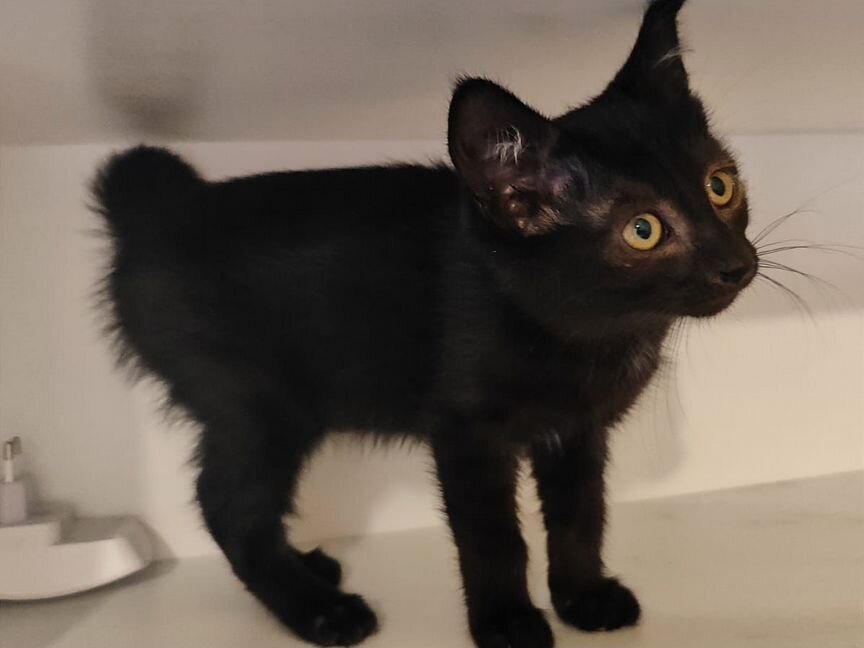 Ласковая Кошечка 3 мес котенок черная