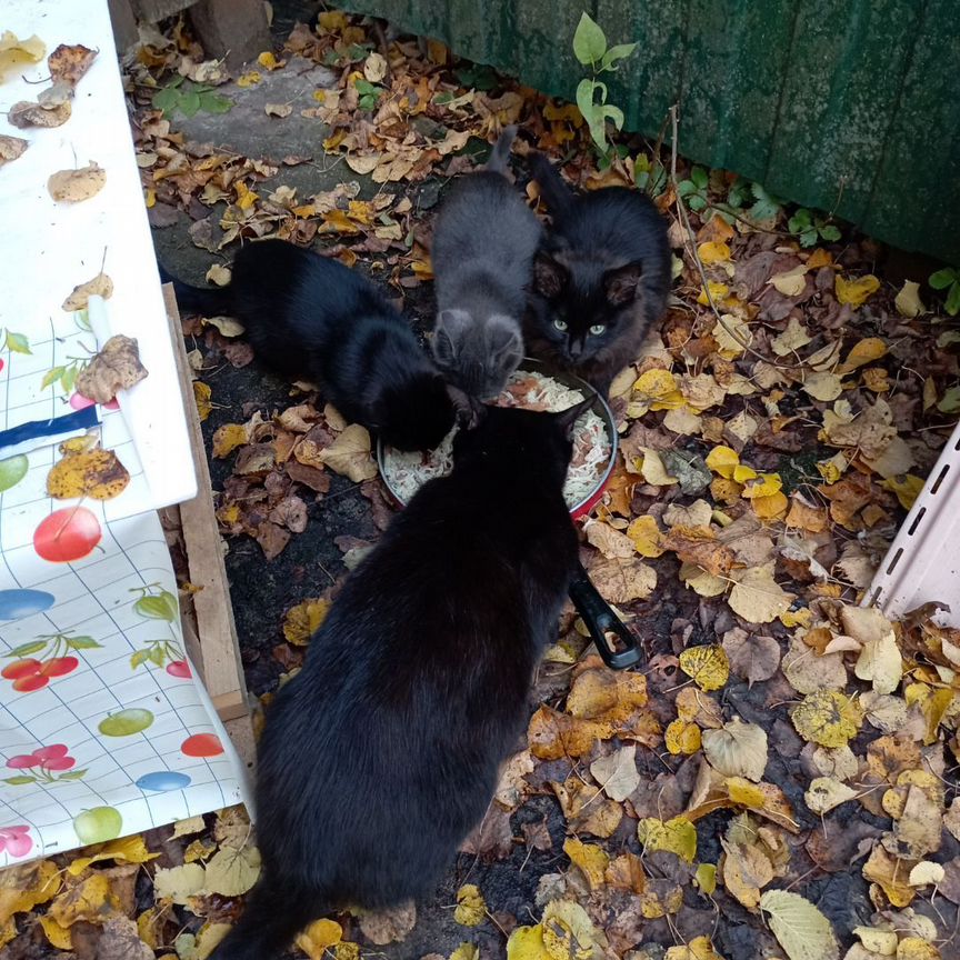 Котята замерзают скоро морозы спасите котят