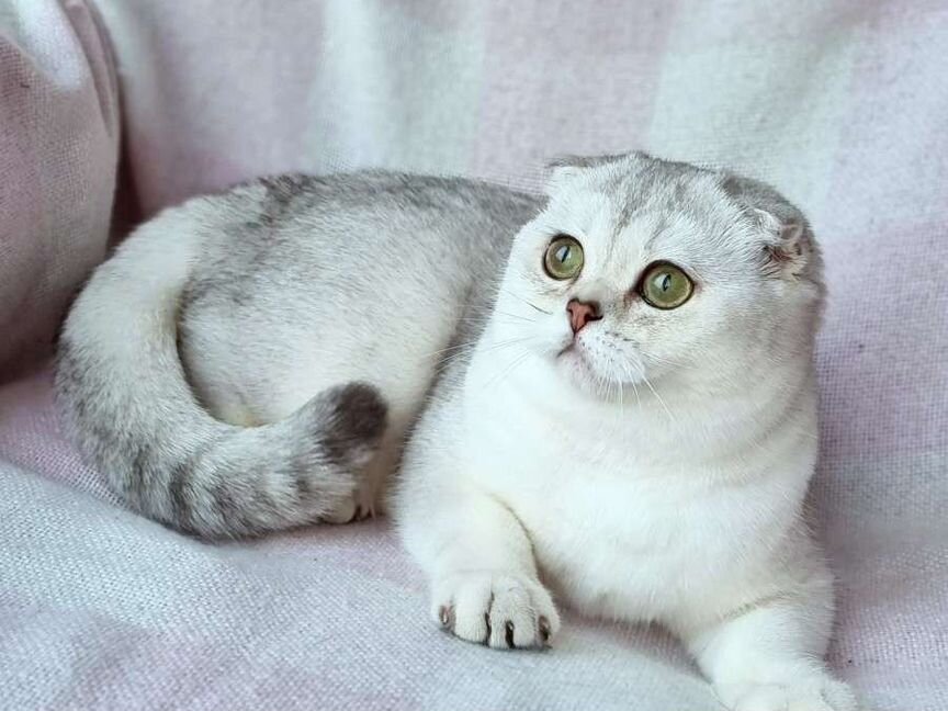 Шотландская вислоухая шиншилла