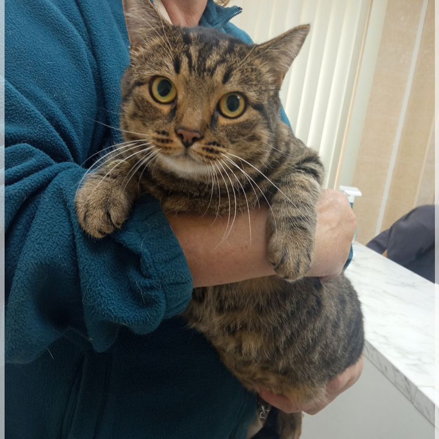 Тиграше нужен дом