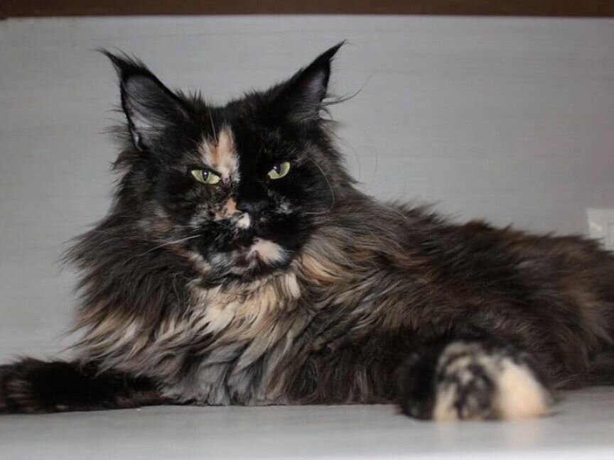 Кошка Мейн кун из Питомника