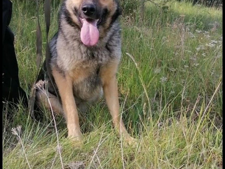 Сонечка крупная стерилизована