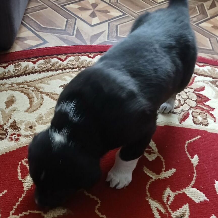 Отдам в добрые руки