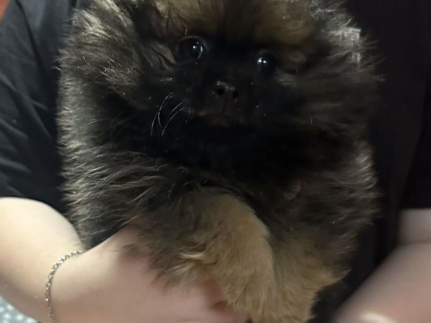 Мальчик волчонок шпиц