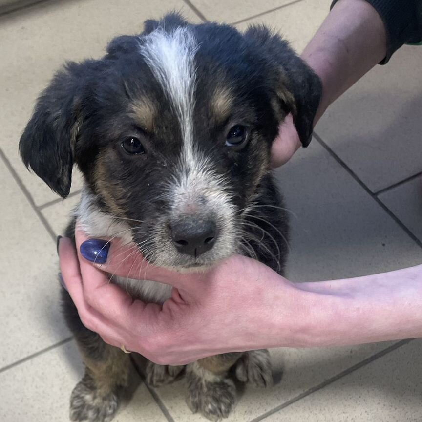 Щенок в добрые руки