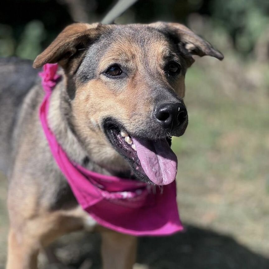 Собака в добрые руки