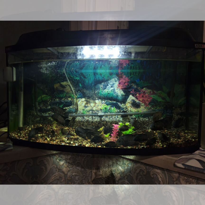 Аквариум