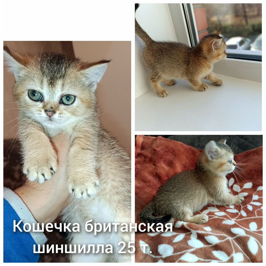 Британская плюшевая