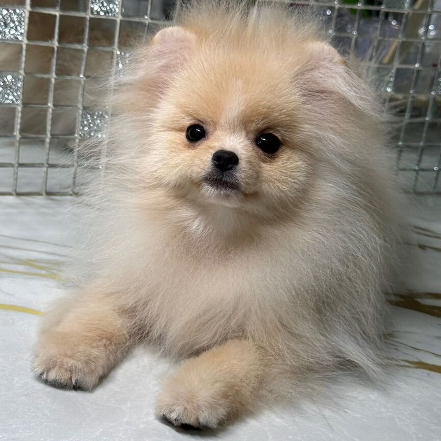 Померанский шпиц, щенок