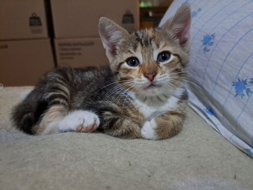 Котёночек девочка красавица