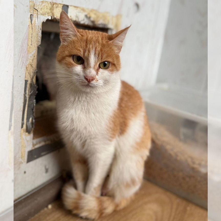 Взрослая кошка в добрые руки