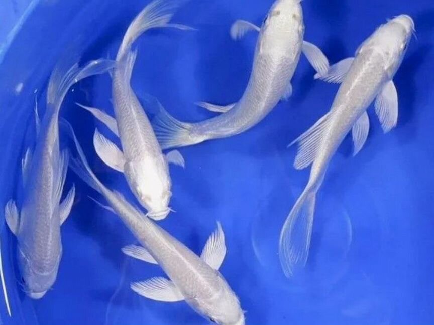 Карп кои в ассортименте, прудовые рыбки