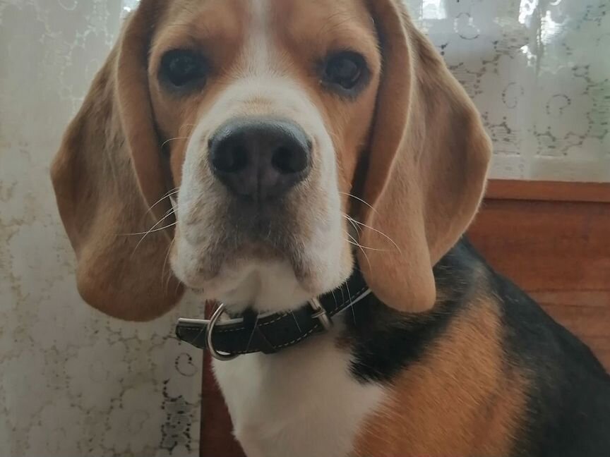 Бигль бесплатно