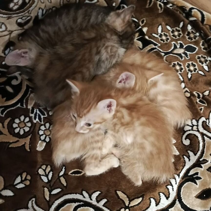 Курильский бобтейл короткошёрстный котёнок