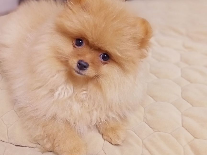 Продается щенок шпица