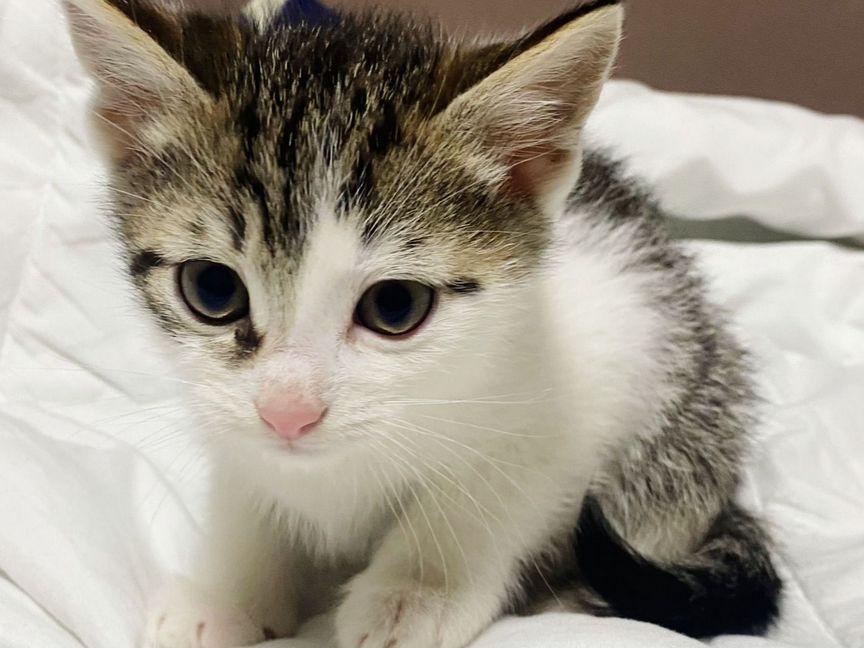 Забавный котёнок мальчик в добрые руки