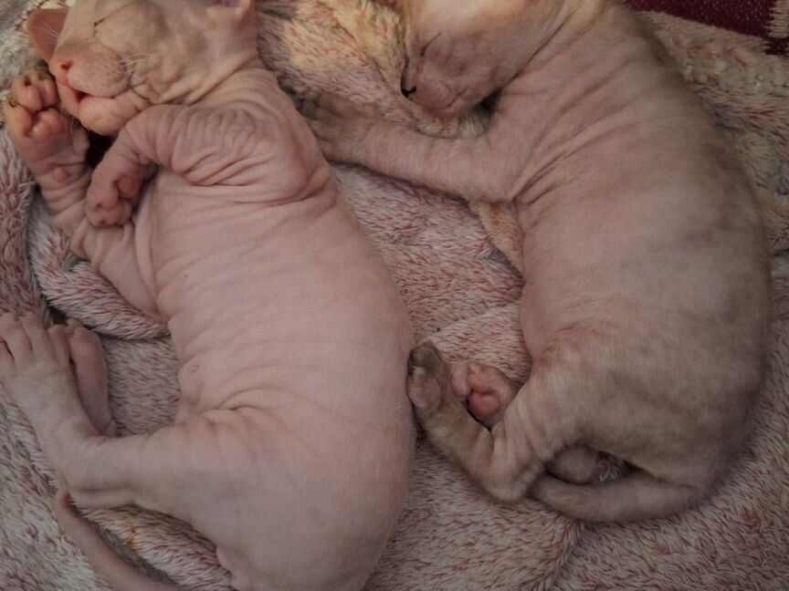 Донской сфинкс