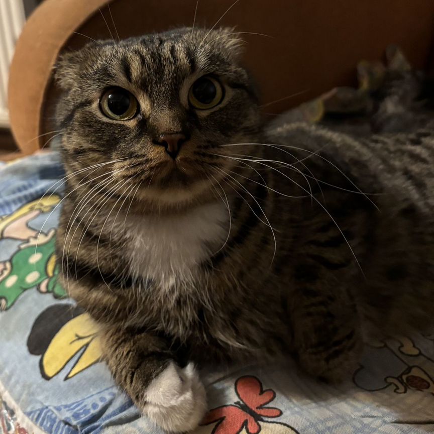 Шотландский вислоухий длинношёрстный котёнок