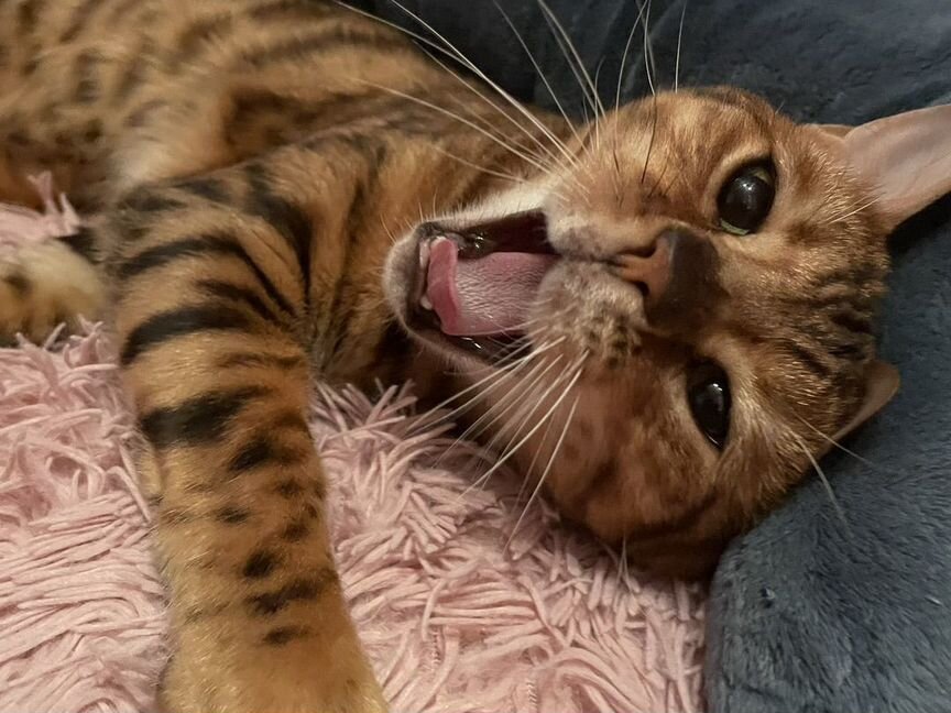 Бенгал 3 года